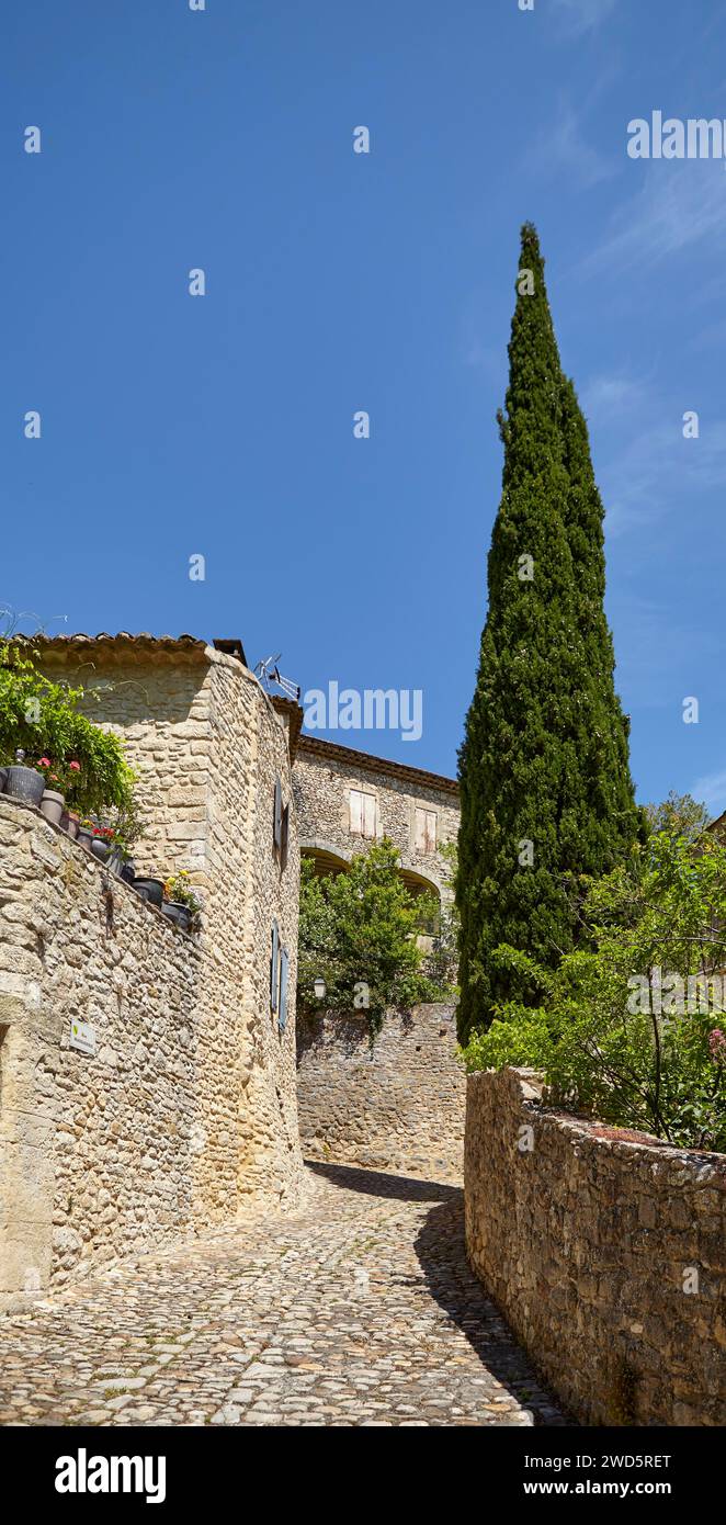 A Mediterranean cypress (Cupressus sempervirens) and natural stone path ...