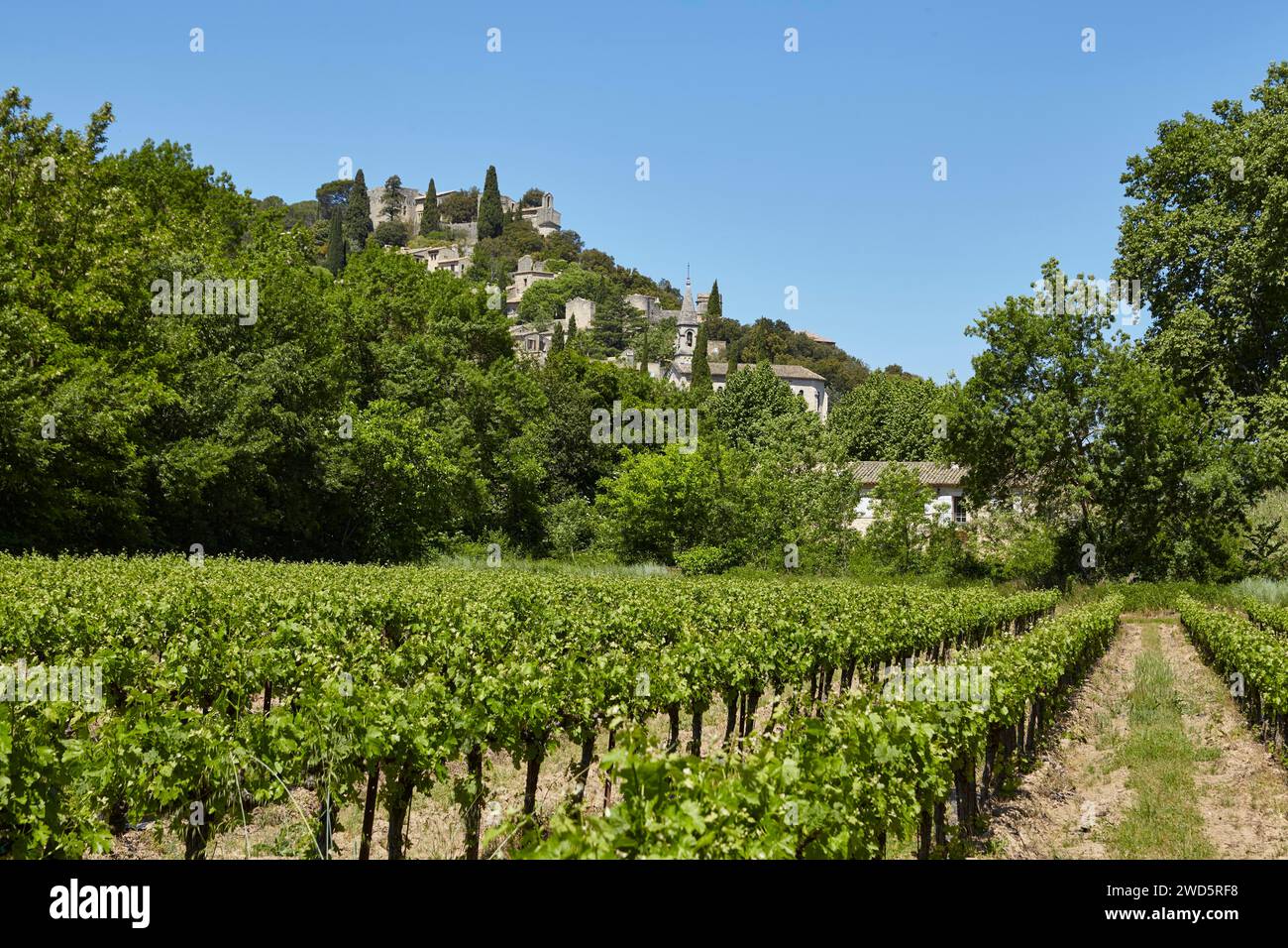 Field with grape vines (Vitis vinifera) and the commune of La Roque-sur ...