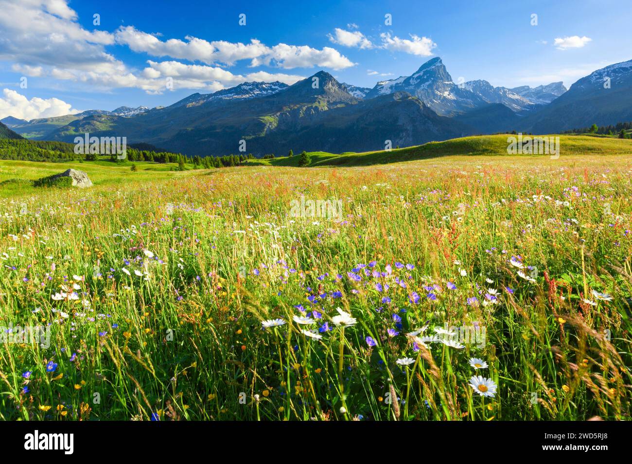 Flix plant hi-res stock photography and images - Alamy