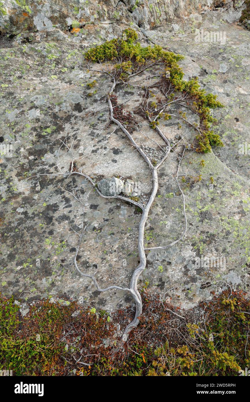 Tree shape made of roots and moss on grey rock, Swiss Alps Stock Photo ...