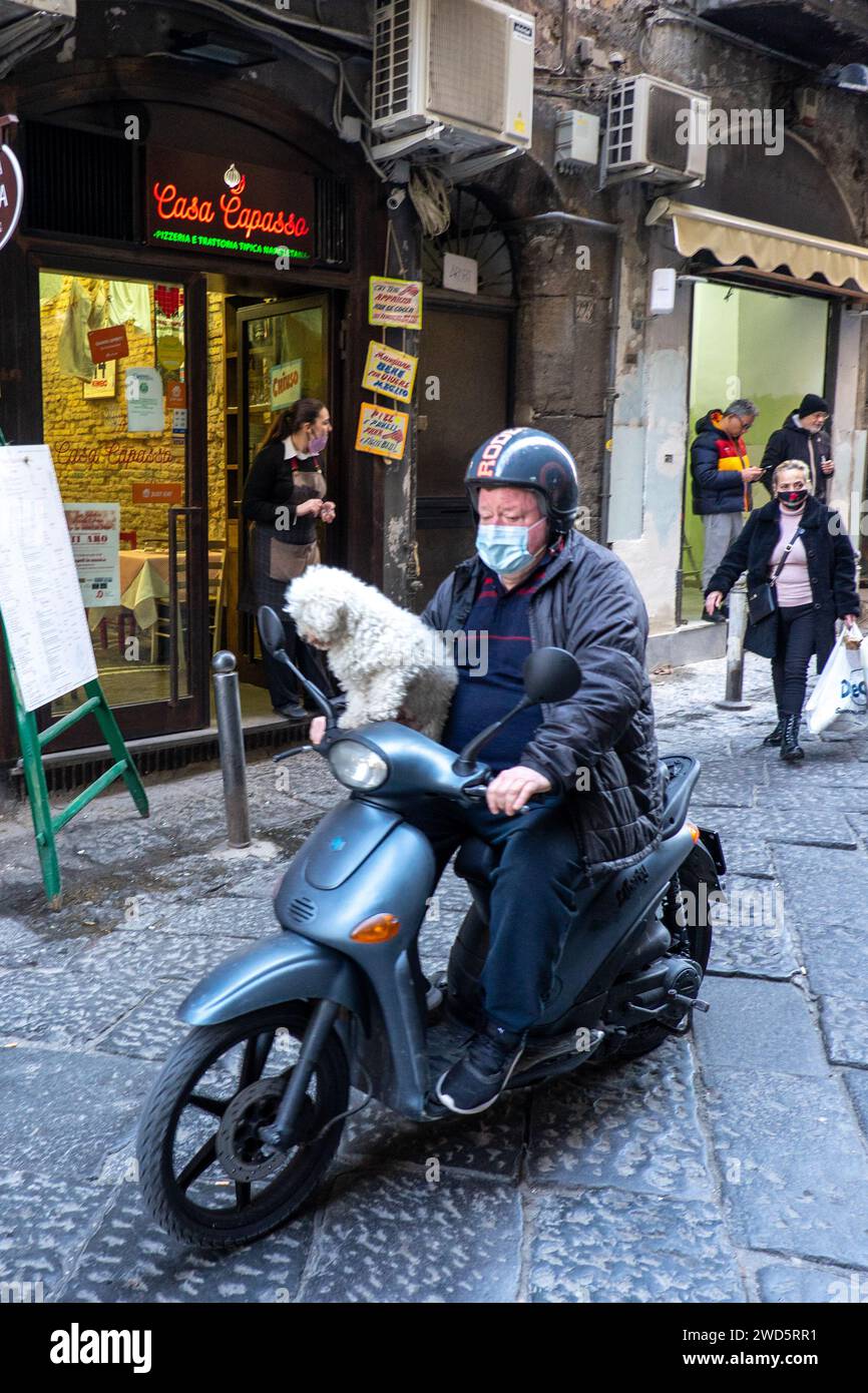 man riding a motorbike with a domestic dog and wearing a surgical mask ...