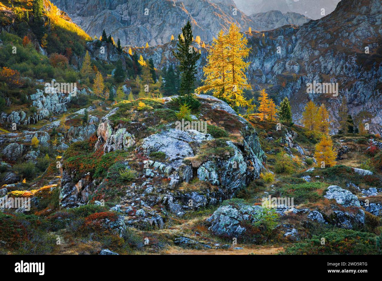 Autumn-coloured larches in rugged alpine terrain, Valais, Switzerland ...