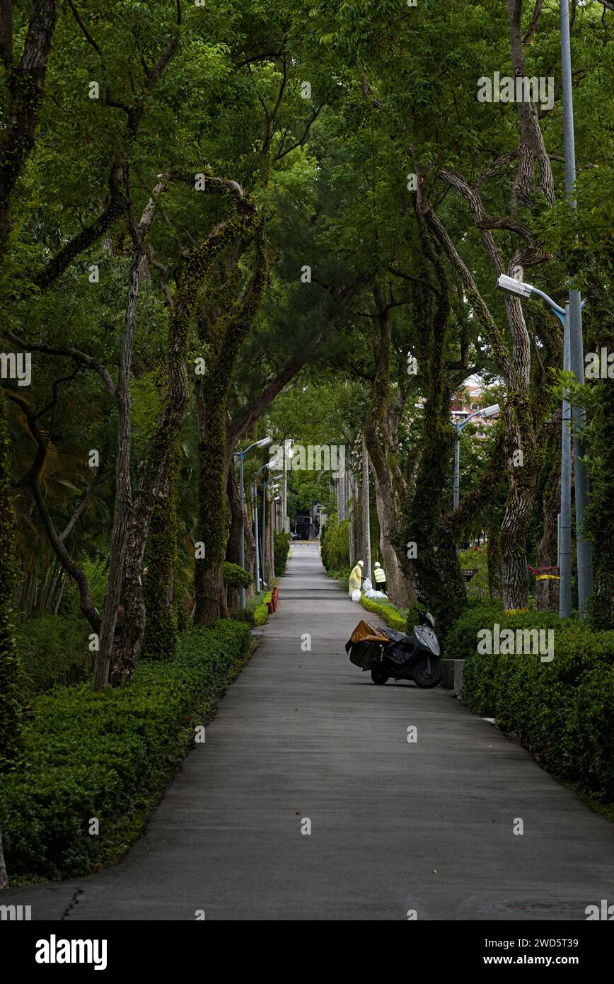 Tree tunnel in Taipei, Taiwan Stock Photo - Alamy