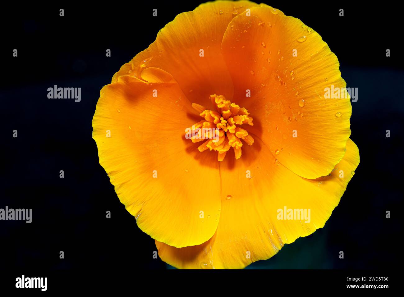 California poppy flower closeup hi-res stock photography and images - Alamy