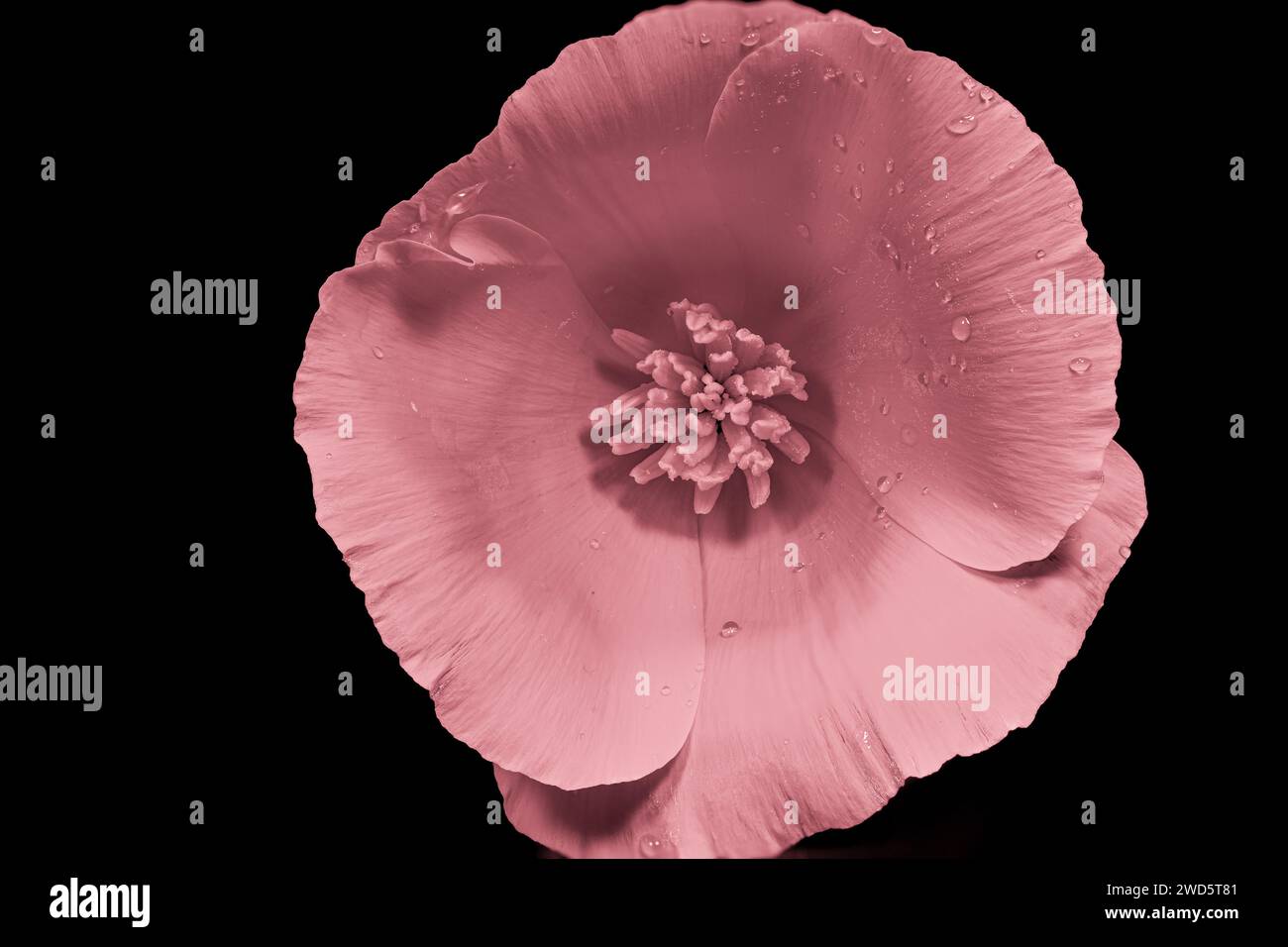 california poppy, intense color flower with hue changes to pink with ...