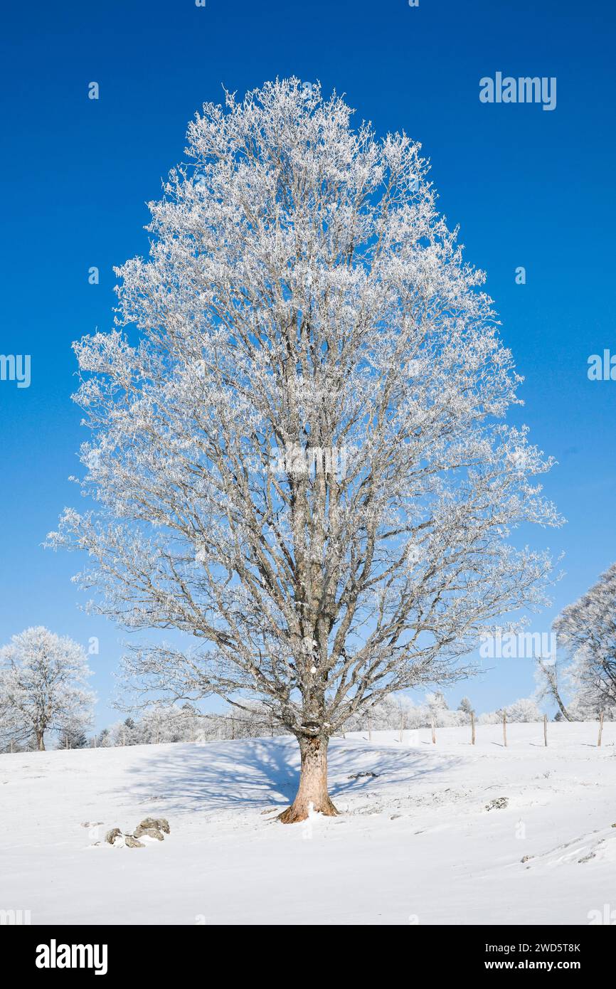 Beech tree in winter hi-res stock photography and images - Alamy