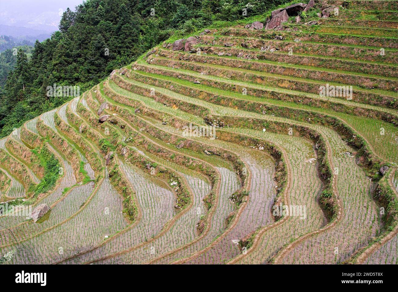 Agricultura en china hi-res stock photography and images - Alamy