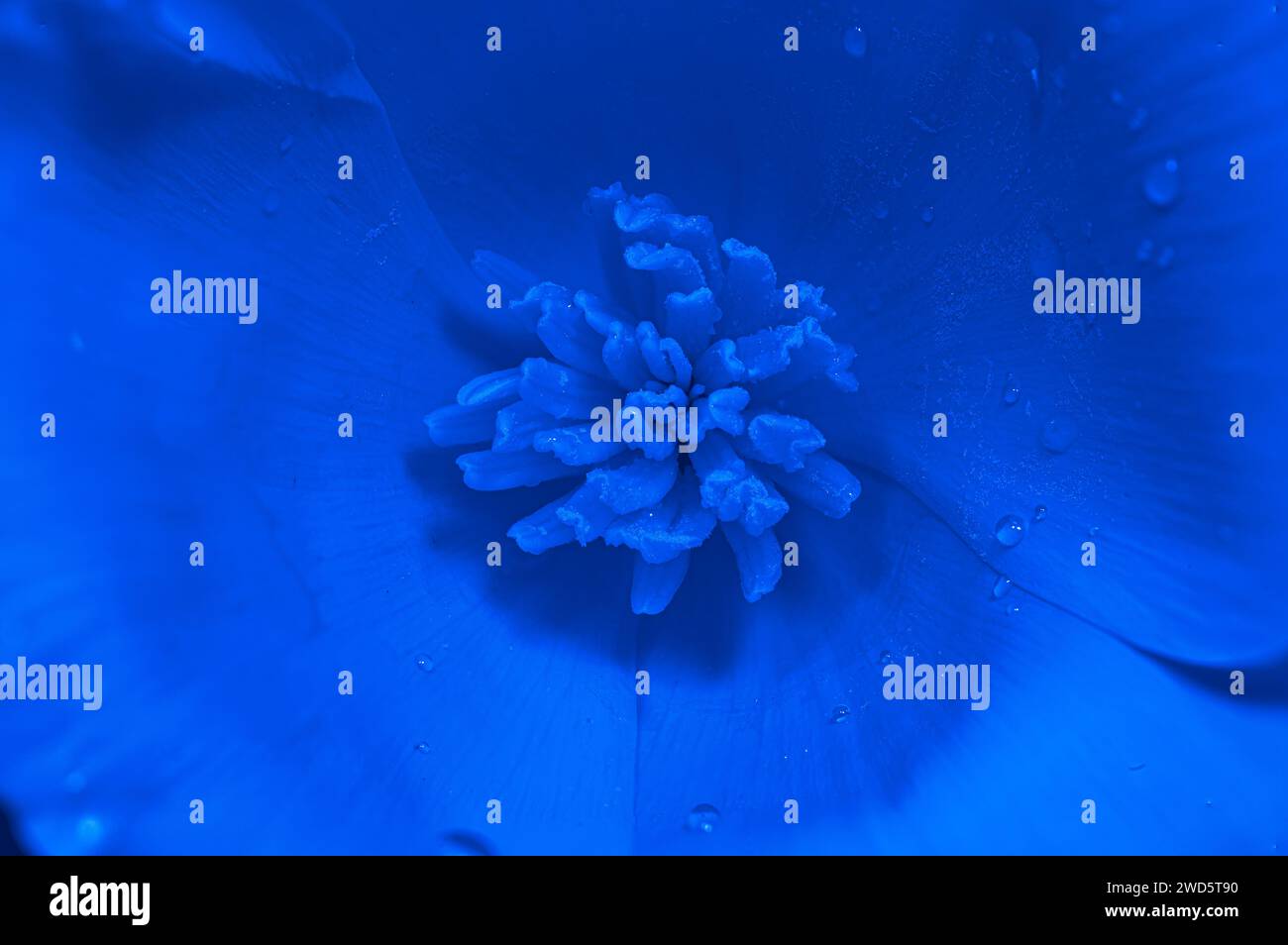 california poppy, intense color flower with hue changes to blue with ...