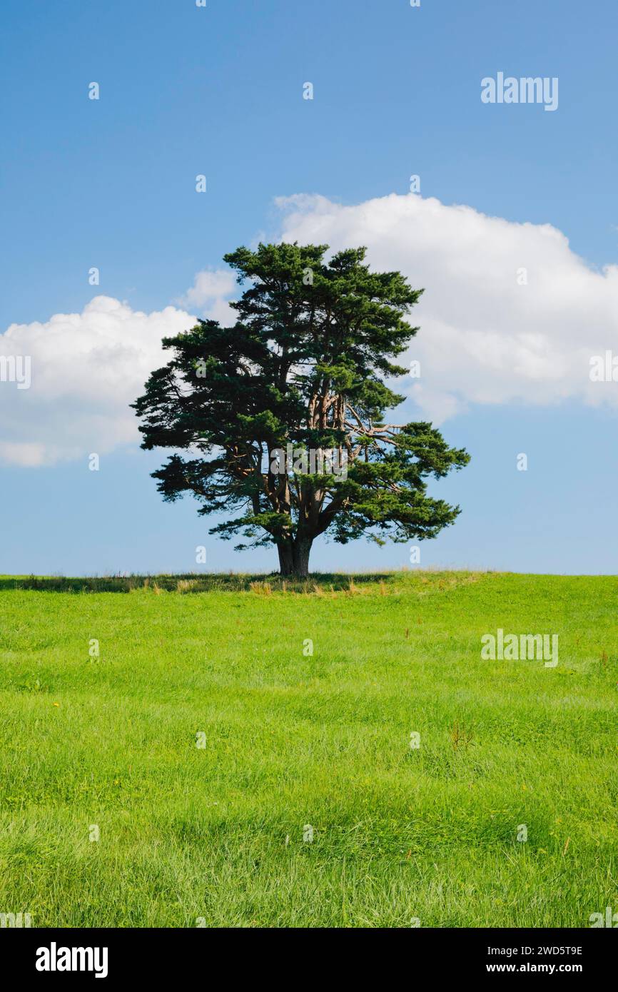 Old pine tree in Oberaegeri, Canton Zug, Switzerland Stock Photo - Alamy