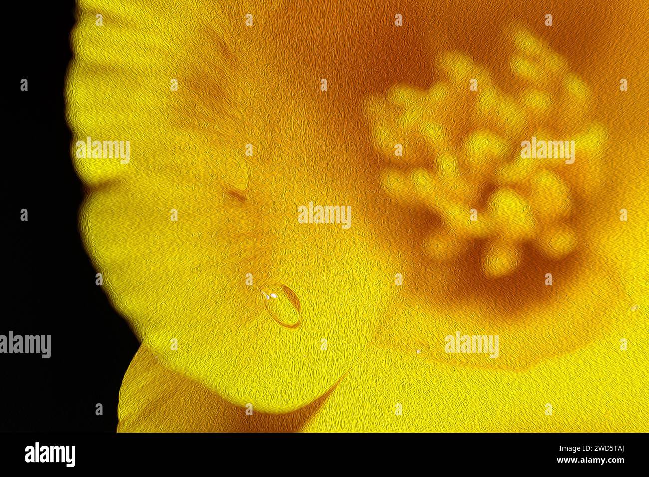 california poppy, intense color flower with hue changes to yellow with ...