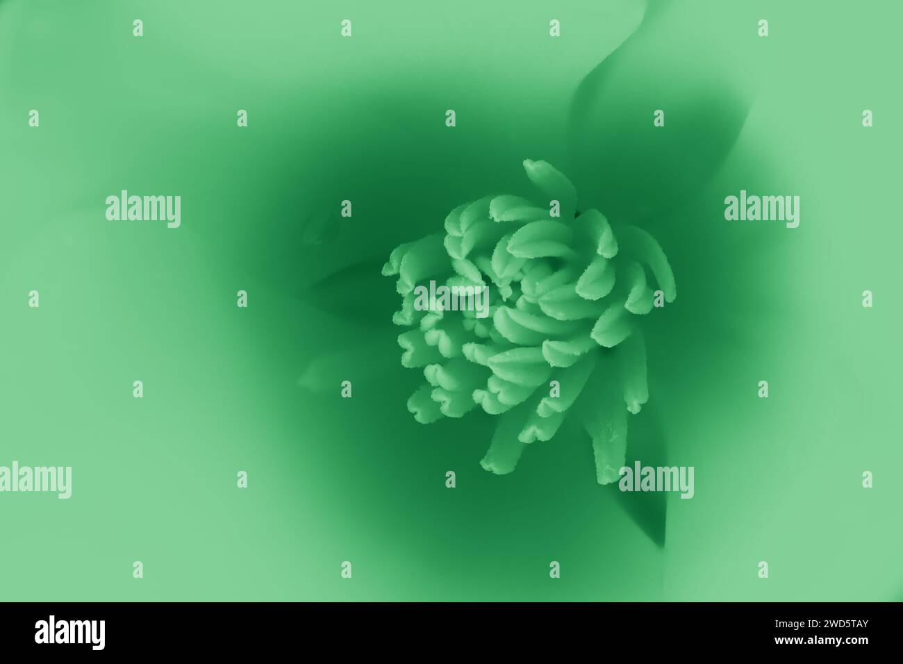 california poppy, intense color flower with hue changes to green color ...