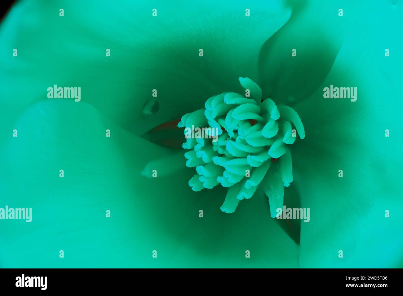 california poppy, intense color flower with hue changes to green color ...