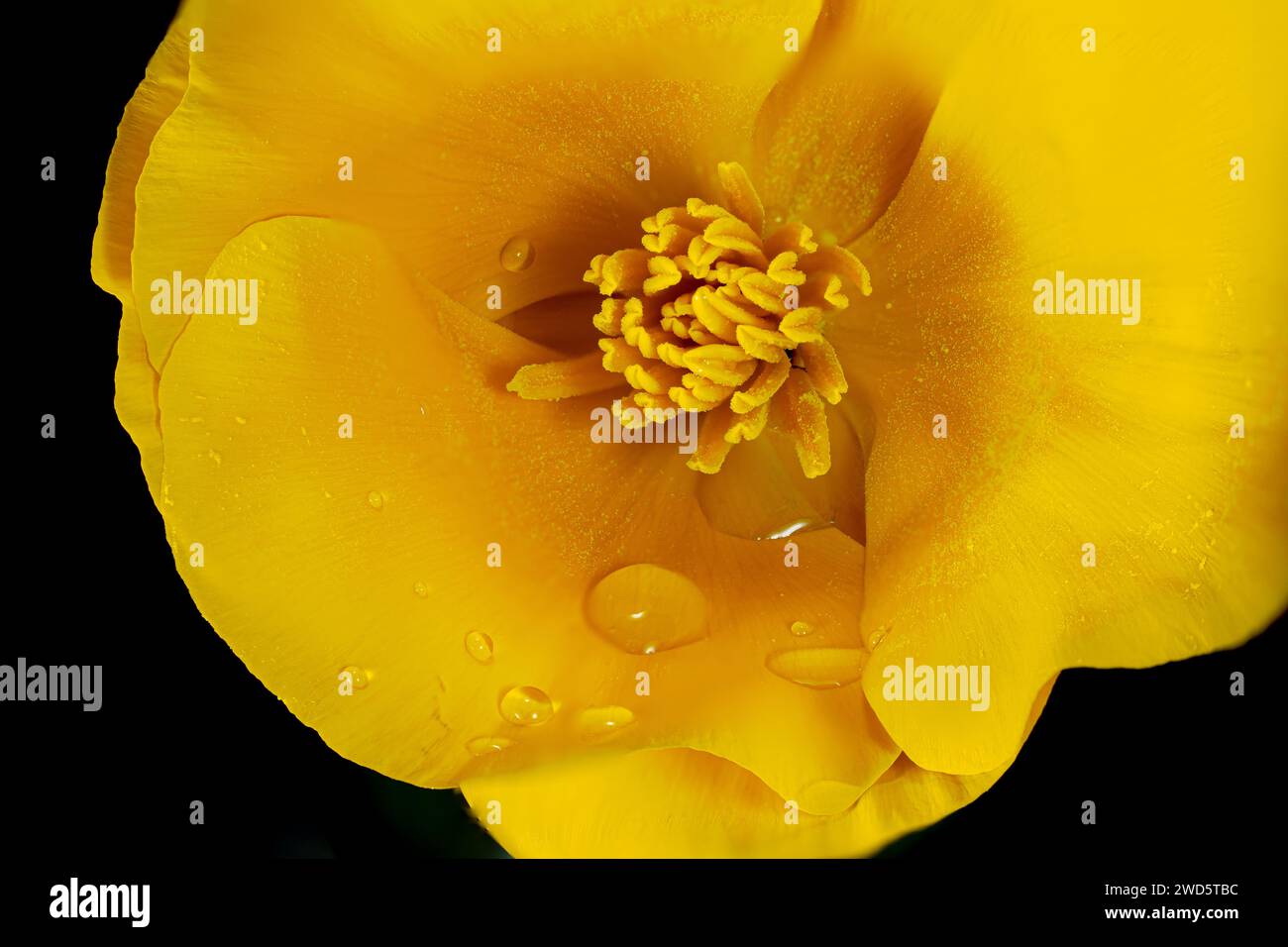 california poppy, intense color flower with hue changes to yellow with ...