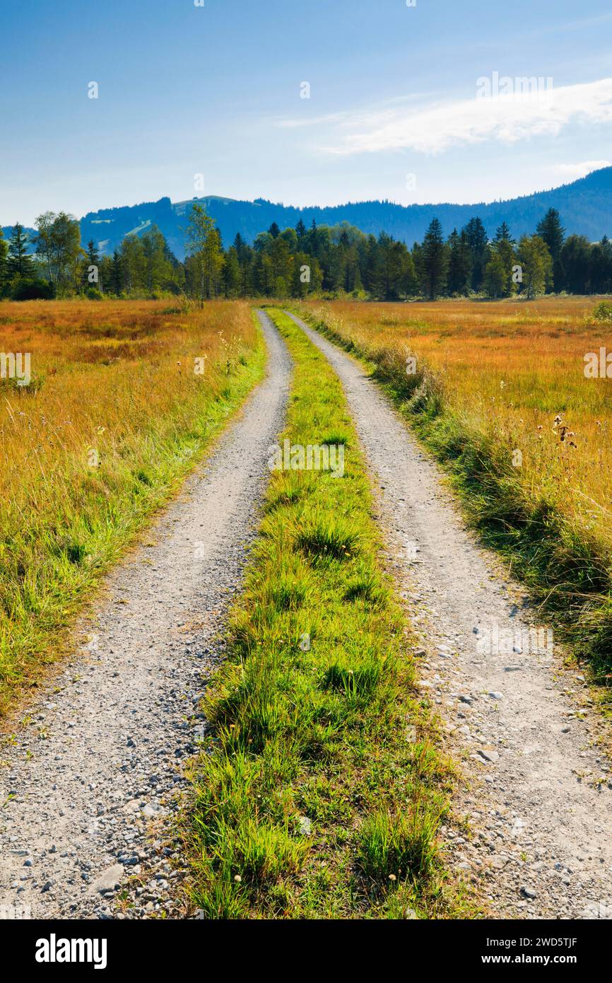 Road construction through forest hi-res stock photography and images ...