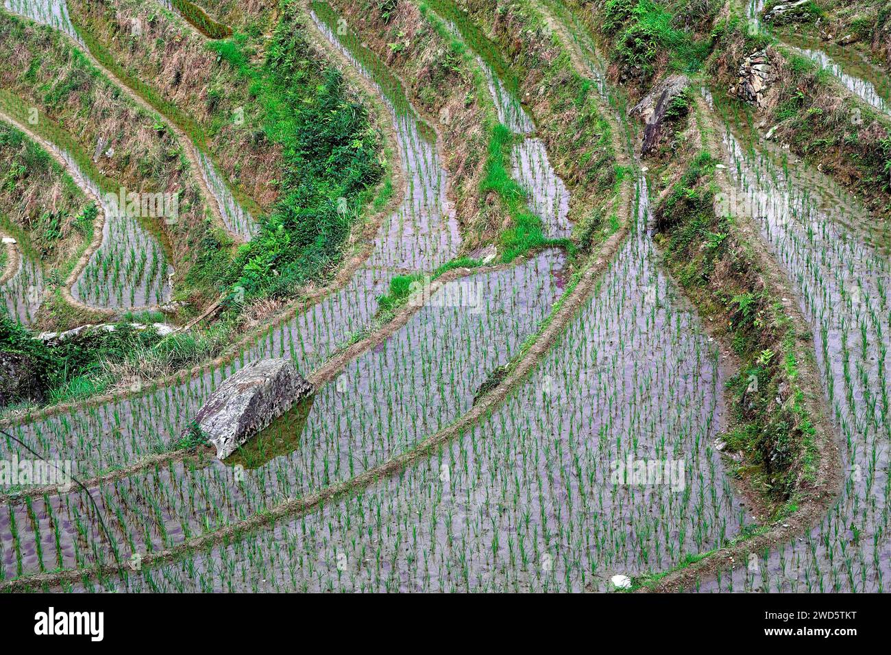 龙胜镇 (龙胜县) 中國 Longsheng Rice Terraces, Dazhai Longji Ping'an Zhuang ...
