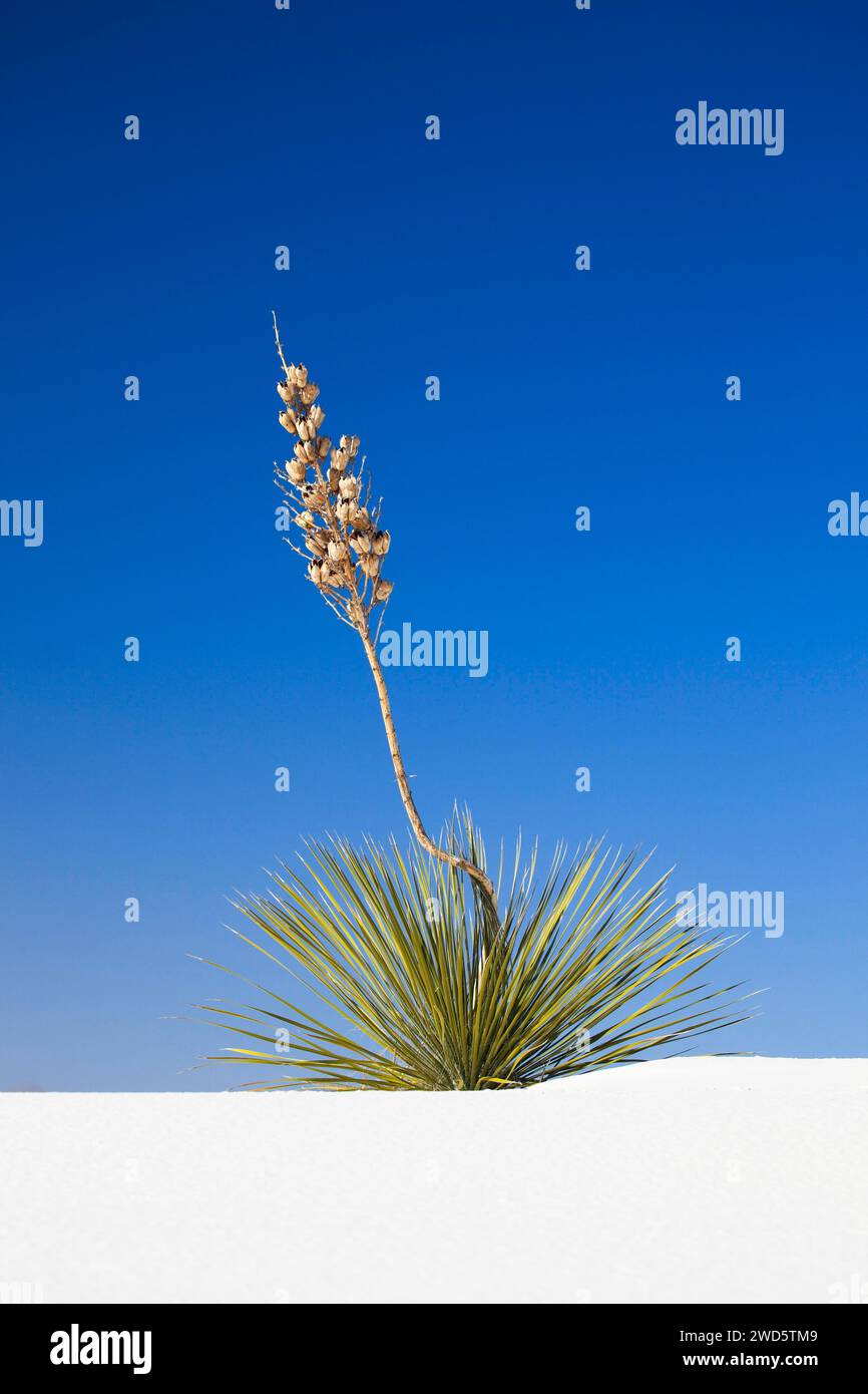 Yucca, palm lily, agave plant growing in gypsum sand dunes, White Sands ...
