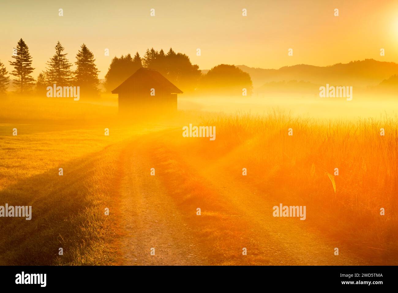 Golden morning light streams through fields of fog and the Rothenthurm ...