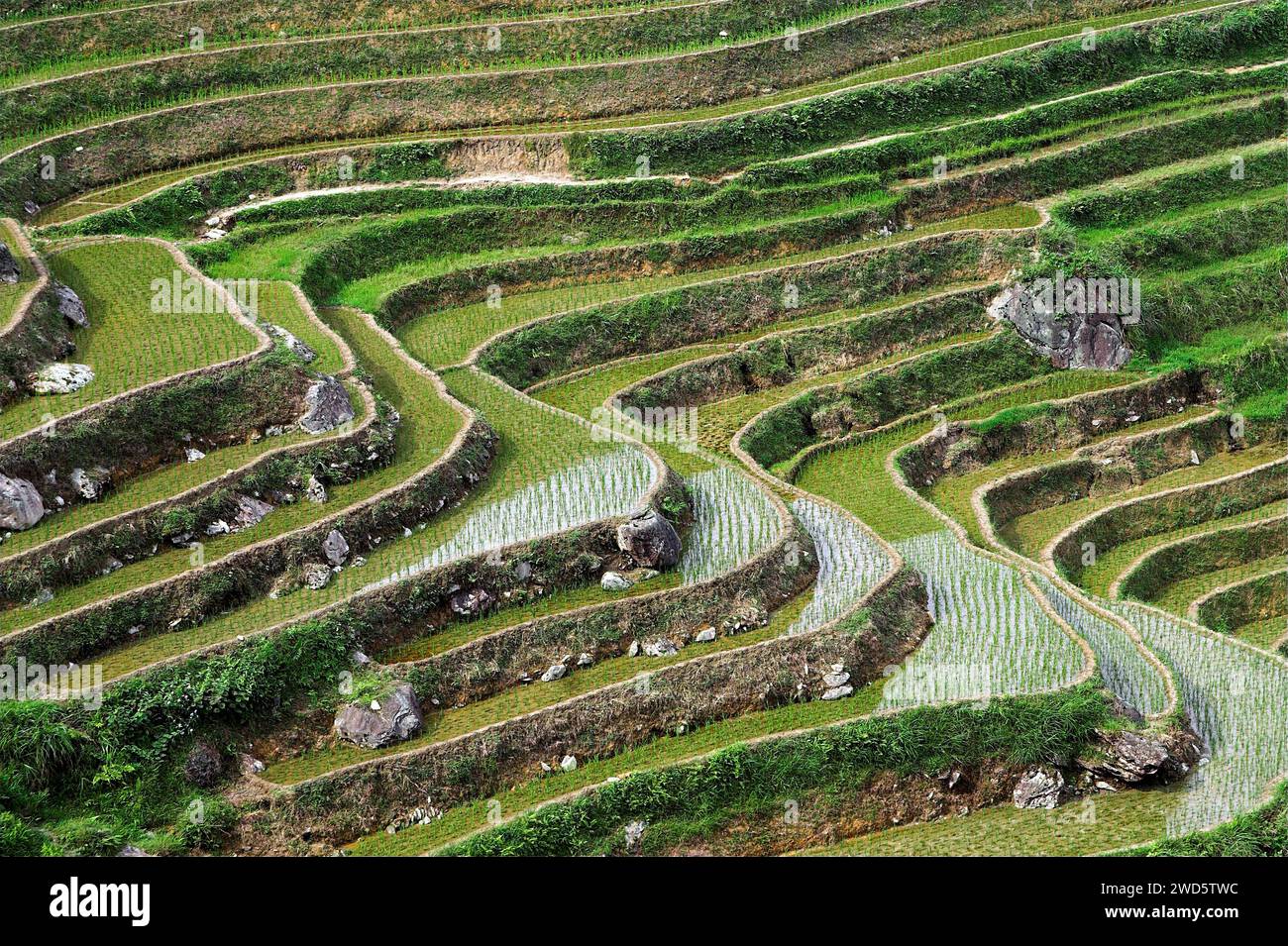 Cultivo de arroz tradicional hi-res stock photography and images - Alamy