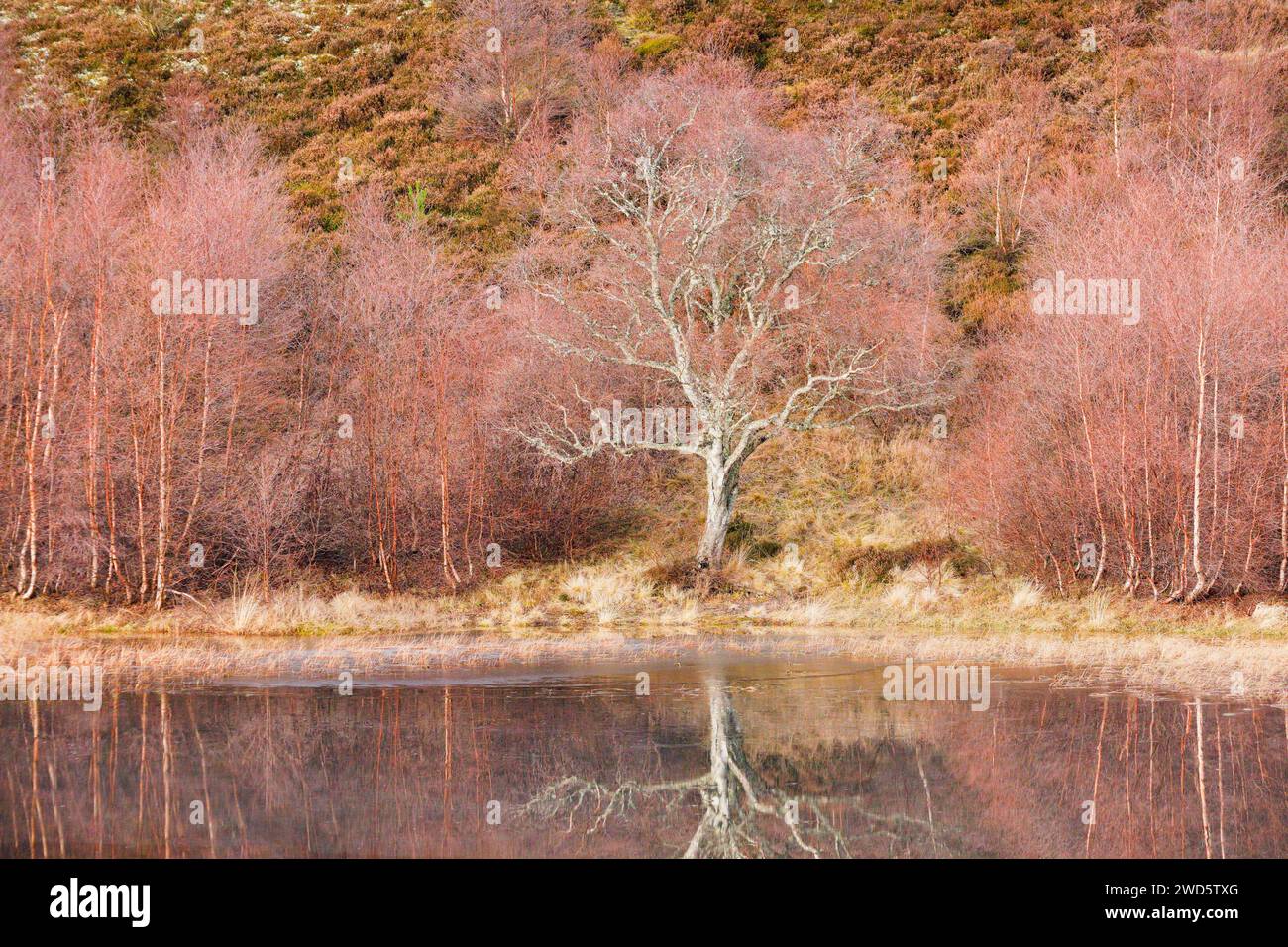 Reddish birch trees overgrown with moss are reflected in the water of a ...