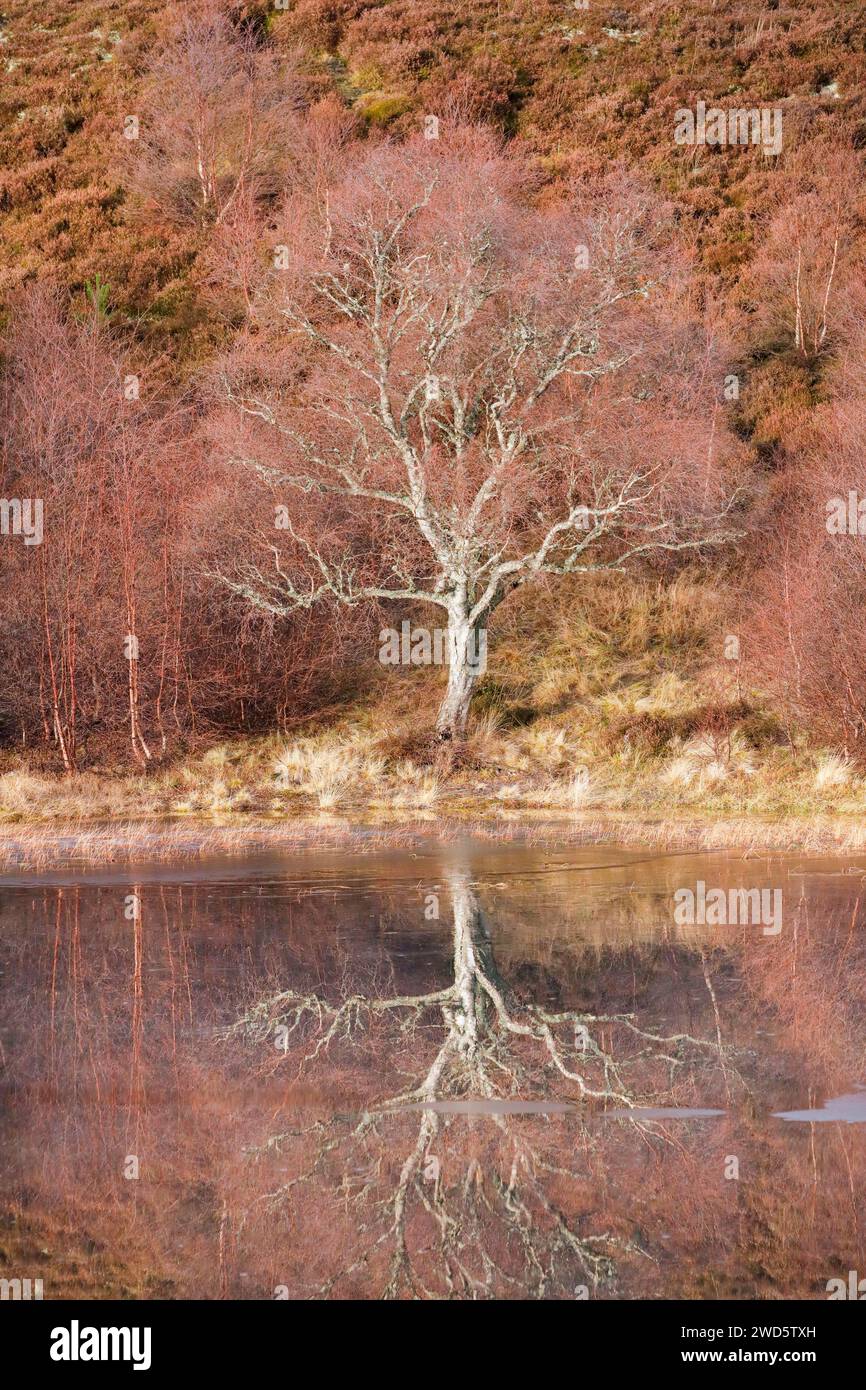 Reddish birch trees overgrown with moss are reflected in the water of a ...