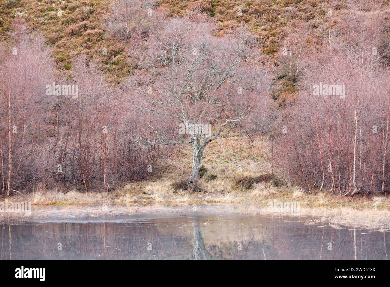 Reddish birch trees overgrown with moss are reflected in the water of a ...