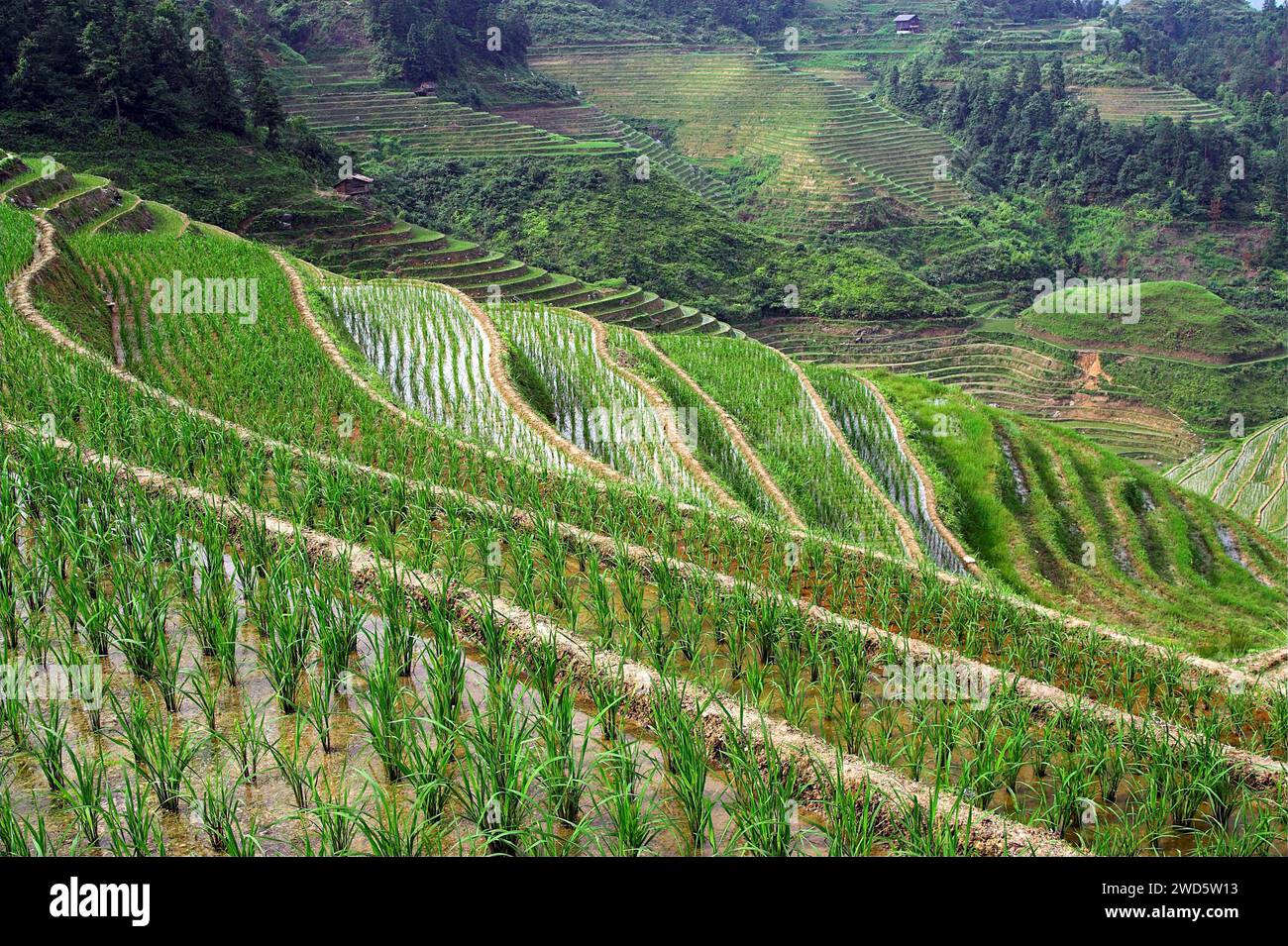 Cultivo tradicional hi-res stock photography and images - Alamy