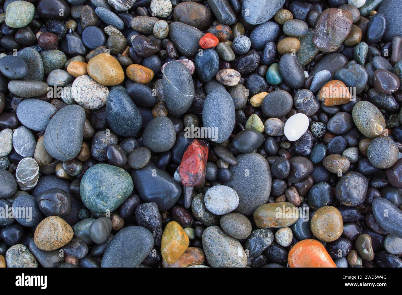 Close-up of coloured pebble beach on the Oregon coast, Cape Arago, Cape ...