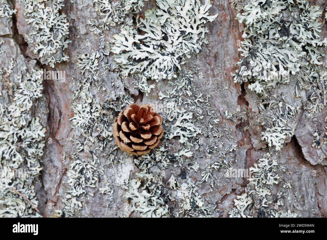 Pine cones on lichen-covered tree bark, Scotland, Great Britain Stock ...