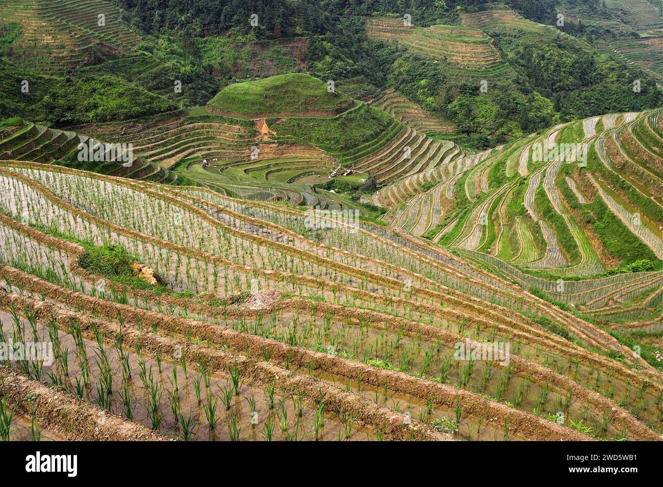 Cultivo tradicional hi-res stock photography and images - Alamy
