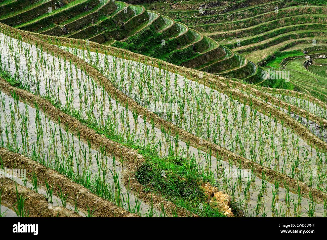 Cultivo de arroz tradicional hi-res stock photography and images - Alamy