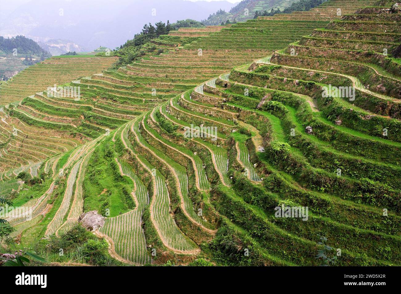 龙胜镇 (龙胜县) 中國 Longsheng Rice Terraces, Dazhai Longji Ping'an Zhuang ...