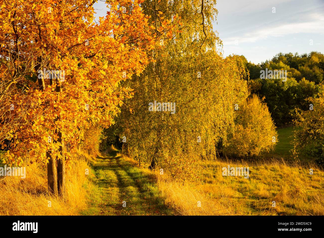 Autumn in the Gebergrund near Rippien. Professor Banzer from the ...