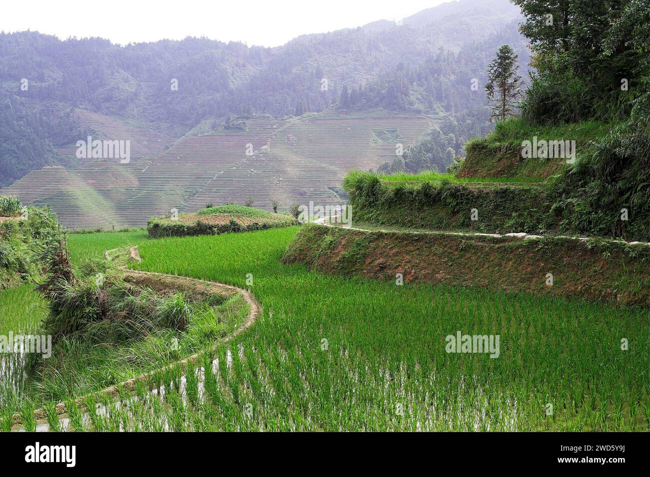 Agricultura en china hi-res stock photography and images - Alamy