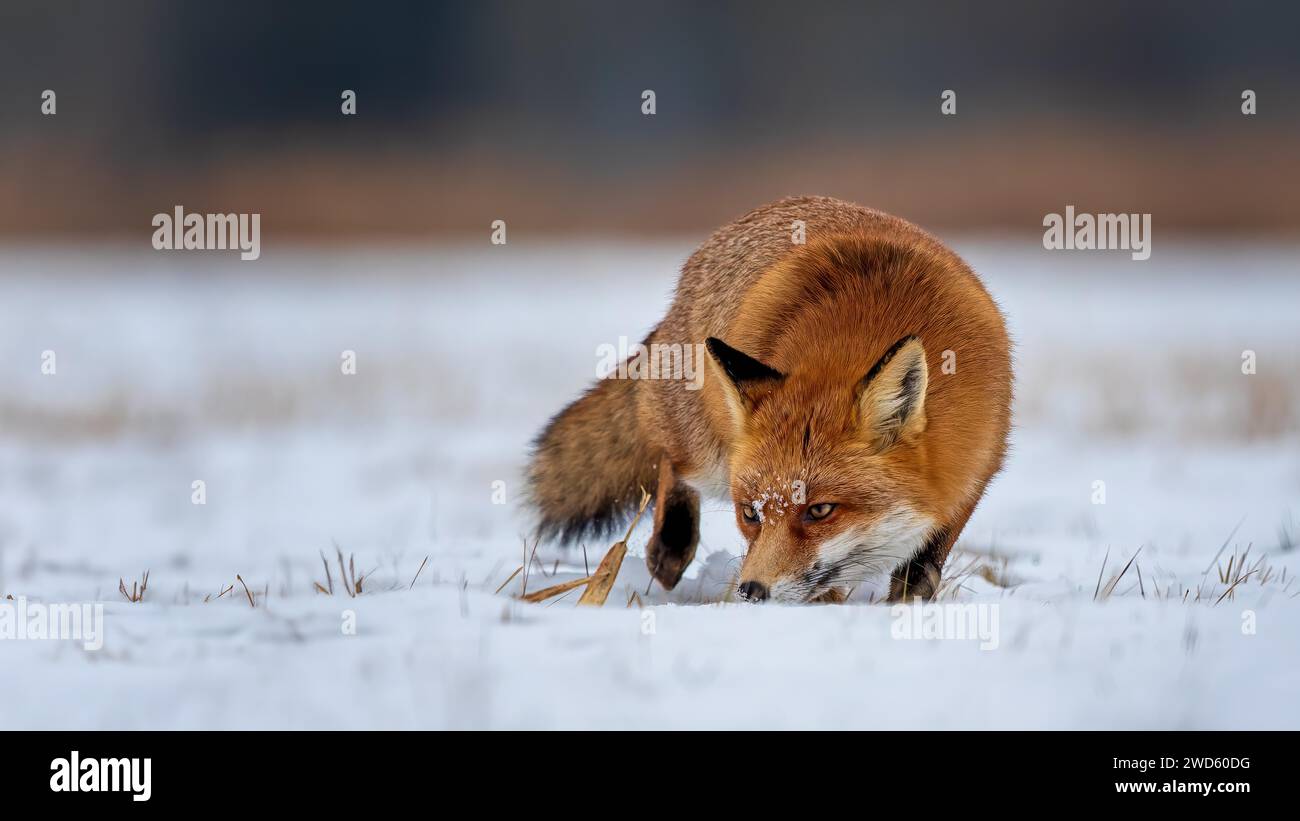 Red fox (Vulpes vulpes), hunting, winter fur, lurking, sniffing, winter ...