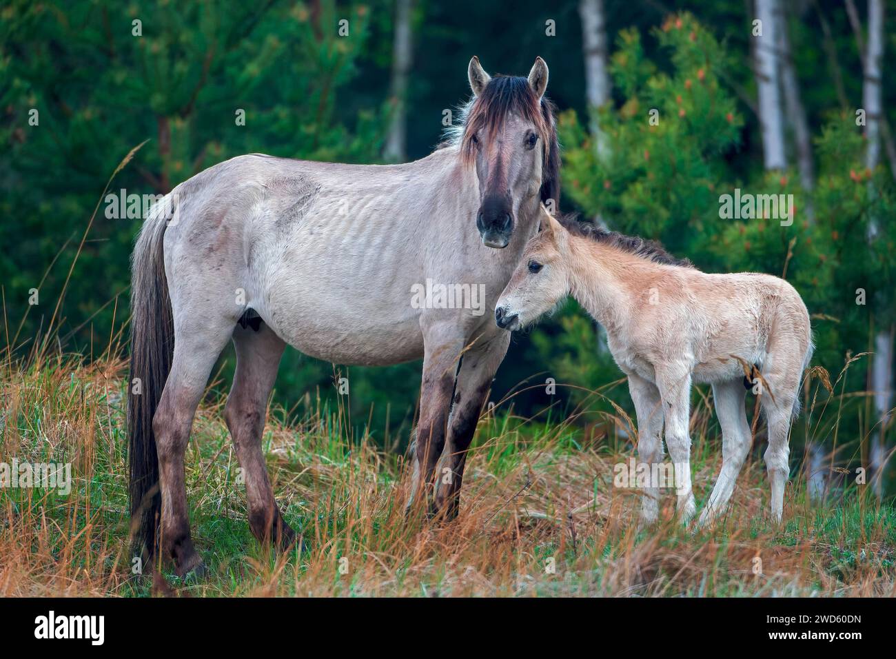 Konik, little horse, small horse, pony breed from Central and Eastern ...