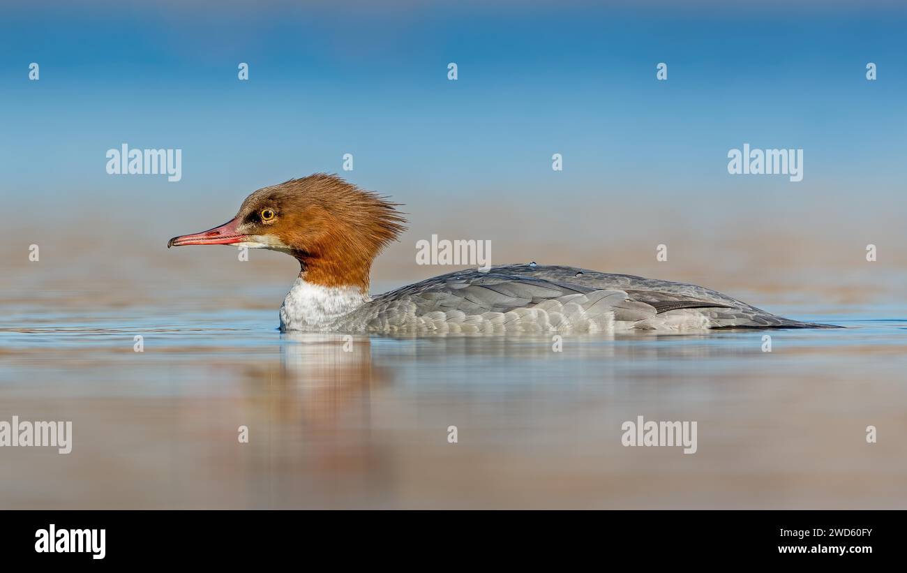 Common merganser (Mergus merganser) female, swimming, foraging, mating ...