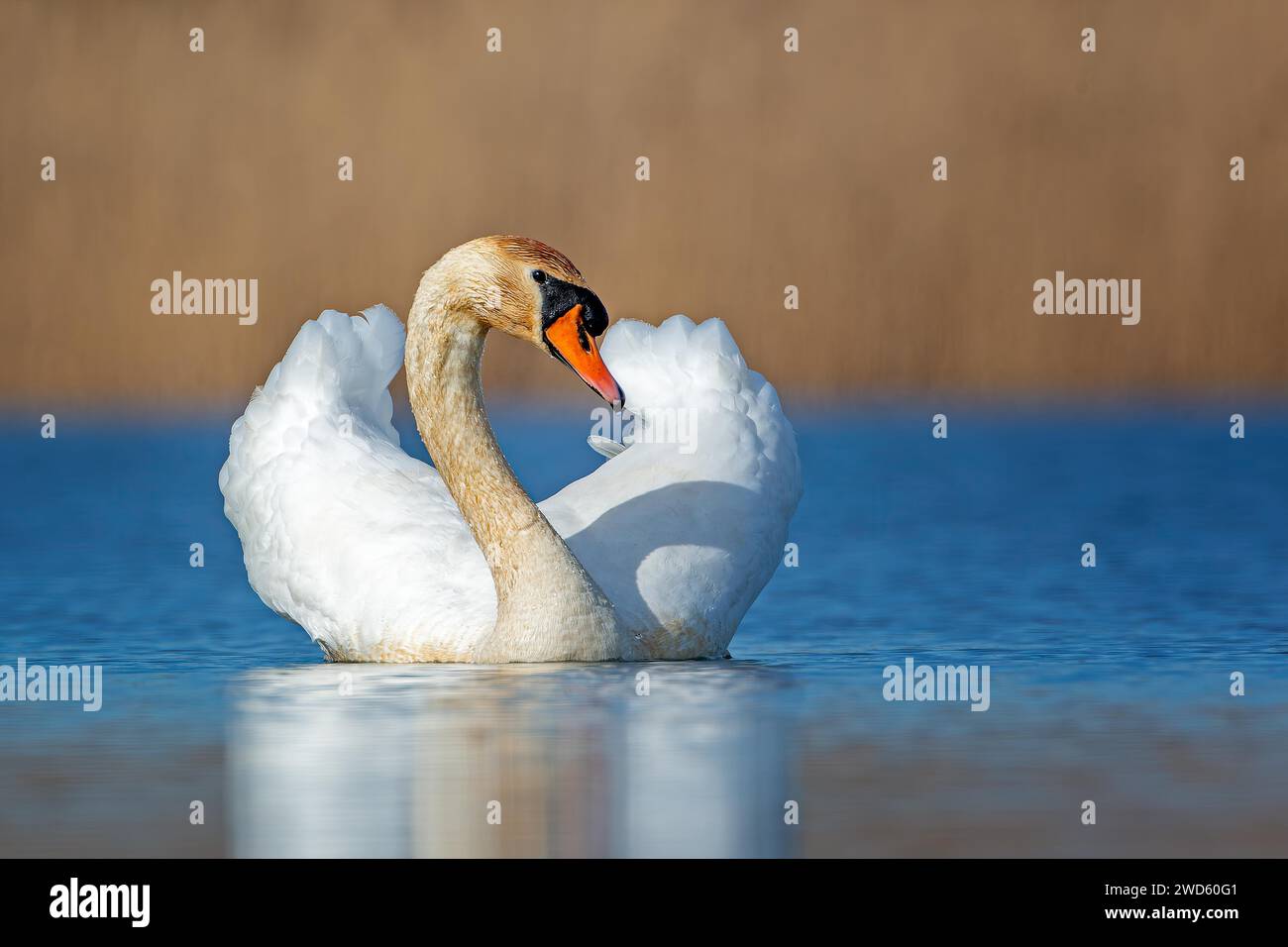 Mute swan (Cygnus olor) mating, plumage erecting, courtship display ...