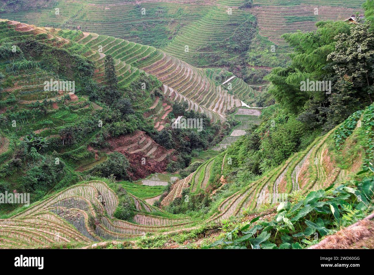 Cultivo de terrazas hi-res stock photography and images - Alamy