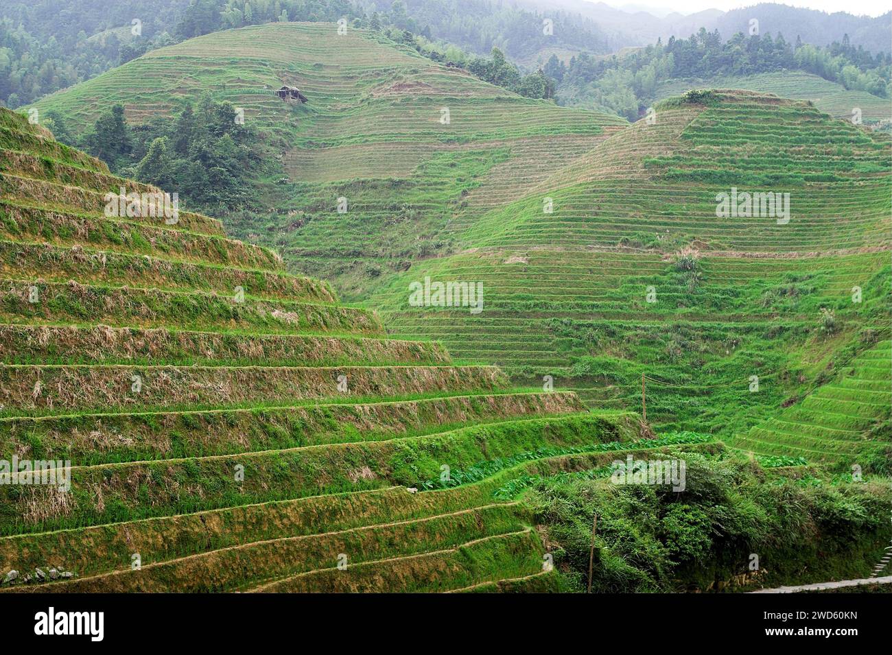 龙胜镇 (龙胜县) 中國 Longsheng Rice Terraces, Dazhai Longji Ping'an Zhuang, China; Picturesque rice ...