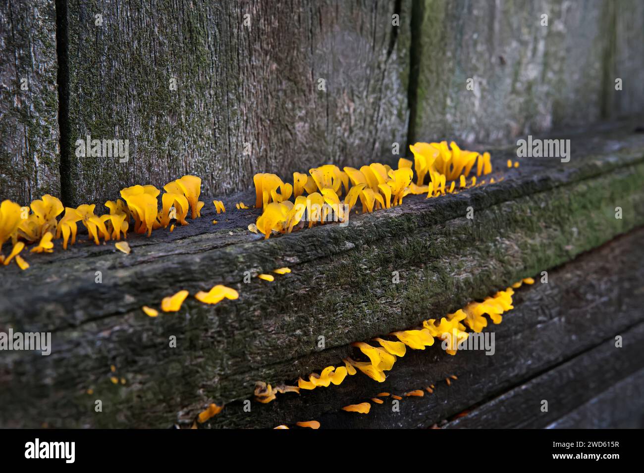 Beautiful nature at it's finest. Dacryopinax spathularia growing after ...