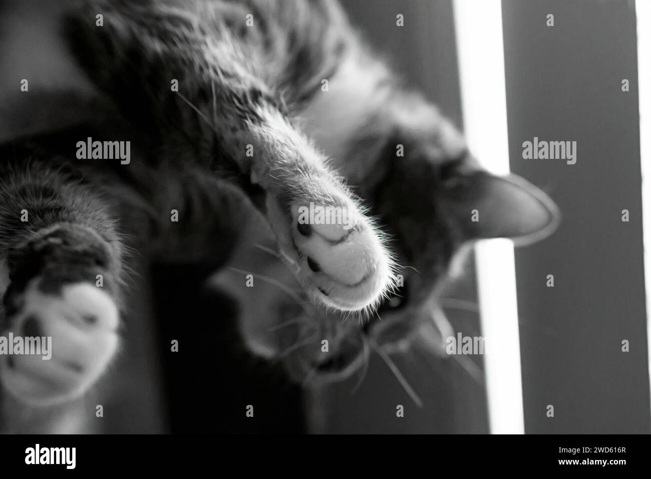 Crazy cute cat playing, fuzzy feline tabby kitty, face, paws, fur ...