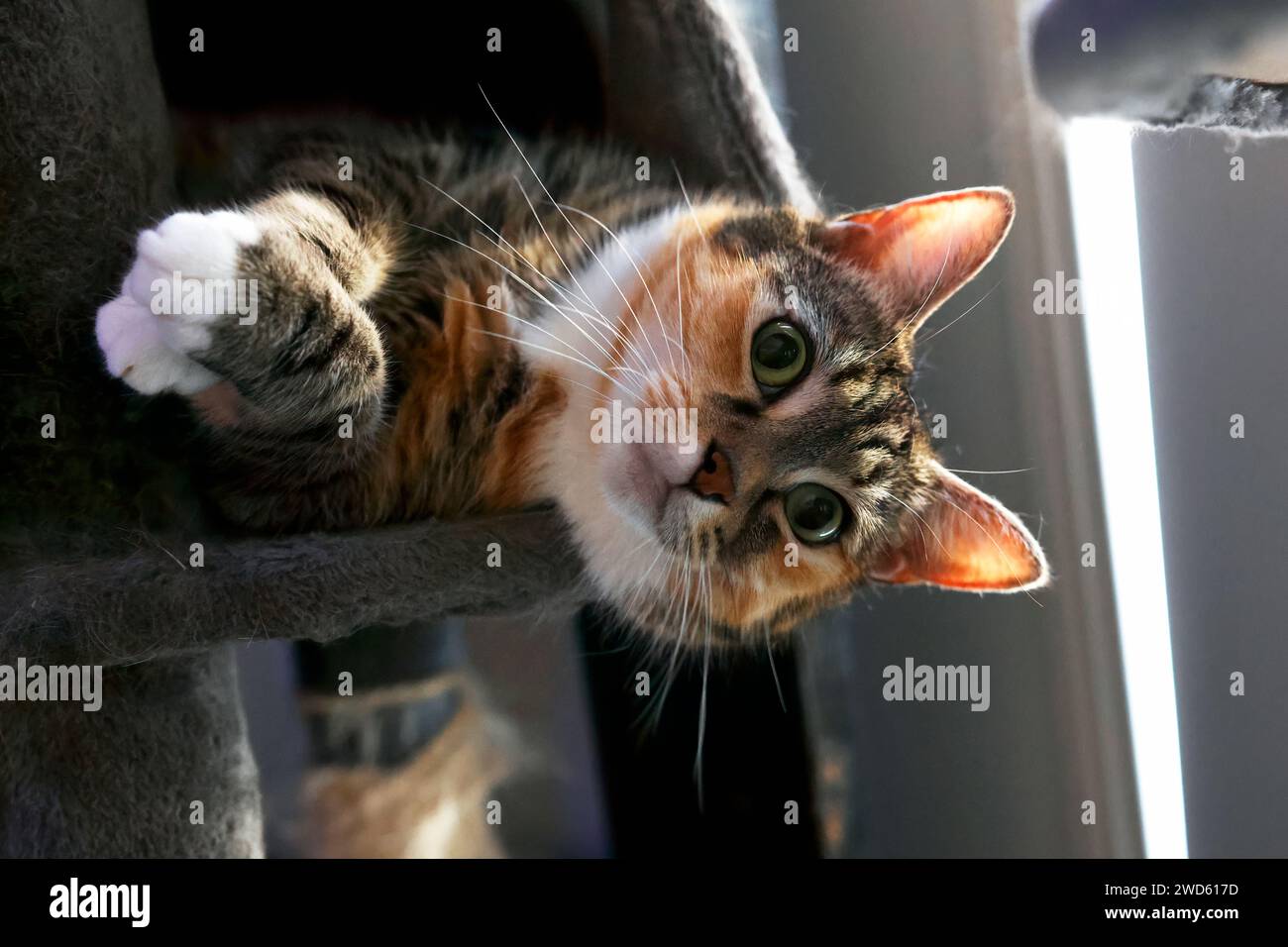 Crazy cute cat playing, fuzzy feline tabby kitty, face, paws, fur ...