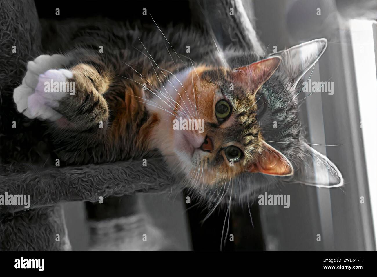 Crazy cute cat playing, fuzzy feline tabby kitty, face, paws, fur ...