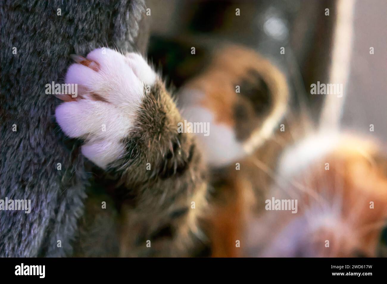 Crazy cute cat playing, fuzzy feline tabby kitty, face, paws, fur ...