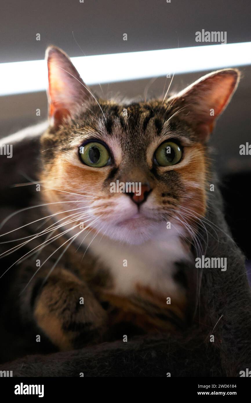 Crazy cute cat playing, fuzzy feline tabby kitty, face, paws, fur ...