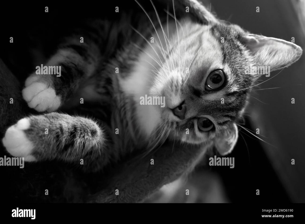 Crazy cute cat playing, fuzzy feline tabby kitty, face, paws, fur ...
