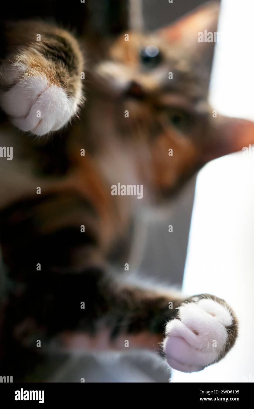 Crazy cute cat playing, fuzzy feline tabby kitty, face, paws, fur ...