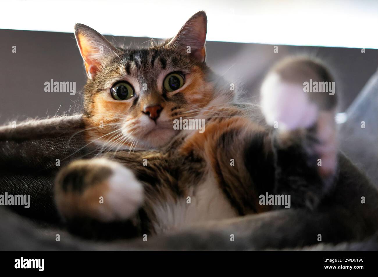 Crazy cute cat playing, fuzzy feline tabby kitty, face, paws, fur ...