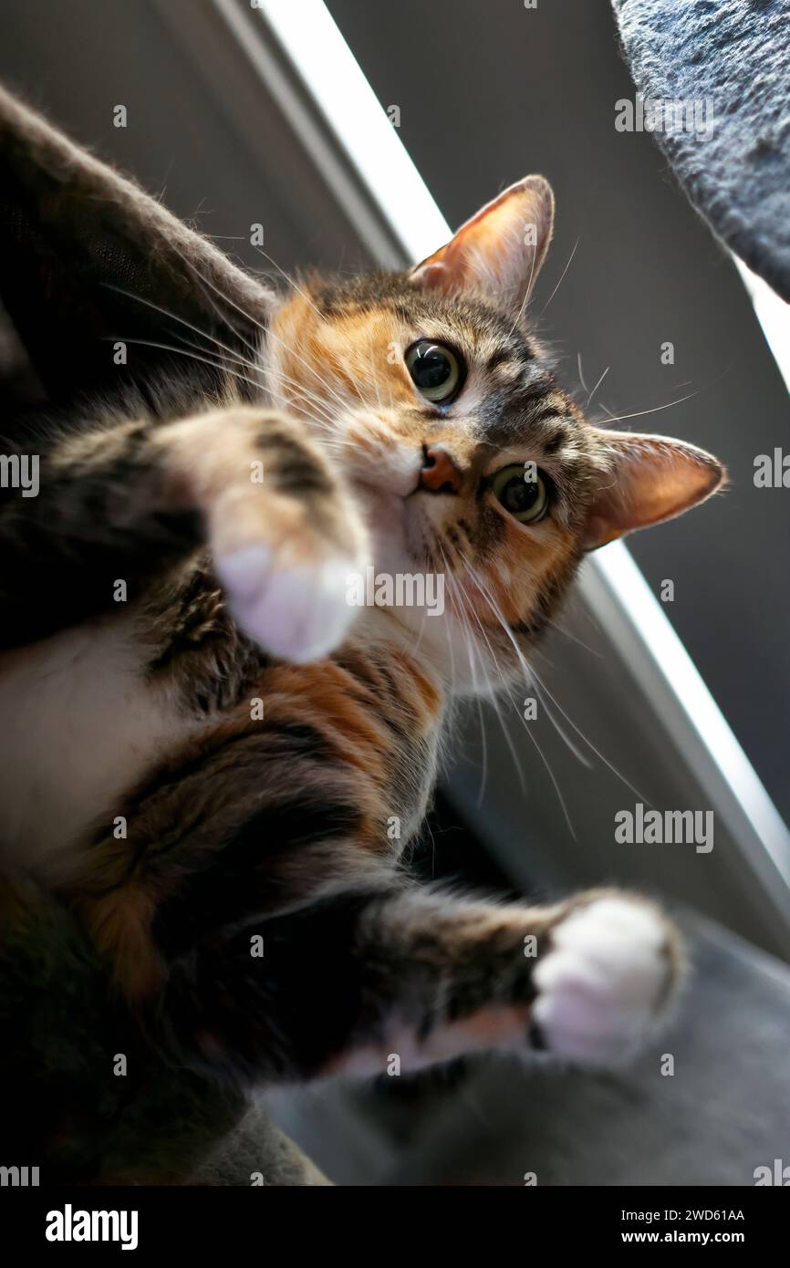 Crazy cute cat playing, fuzzy feline tabby kitty, face, paws, fur ...