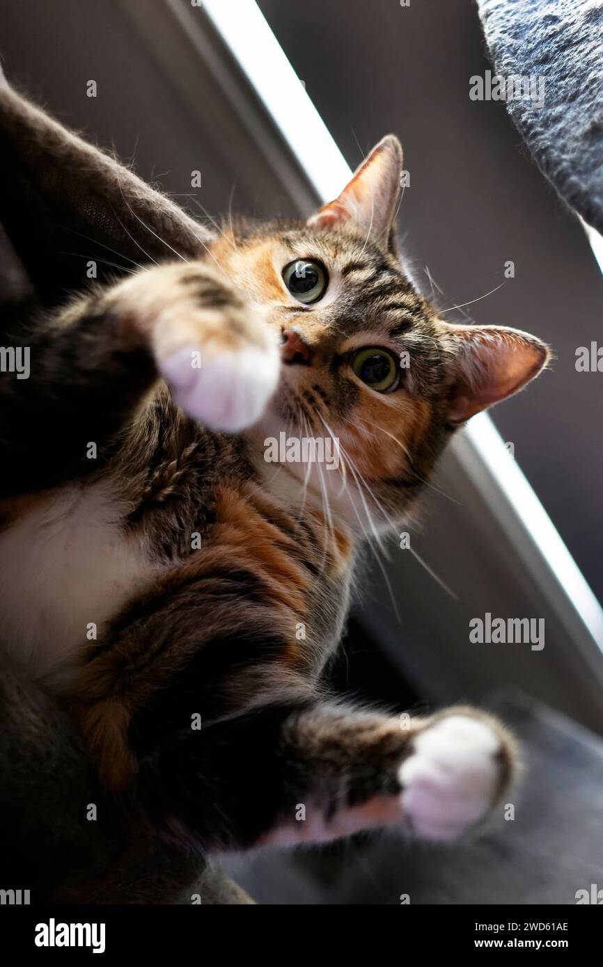 Crazy cute cat playing, fuzzy feline tabby kitty, face, paws, fur ...